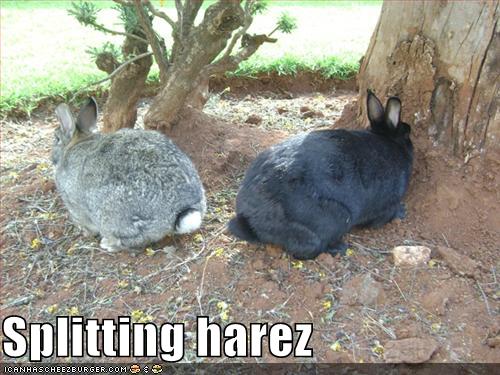 Splitting harez - Cheezburger - Funny Memes | Funny Pictures