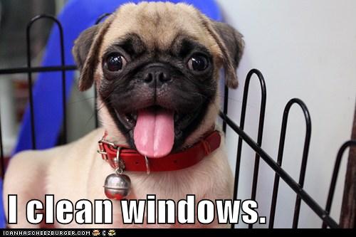 Free Window Cleaning - I Has A Hotdog - Dog Pictures - Funny pictures ...