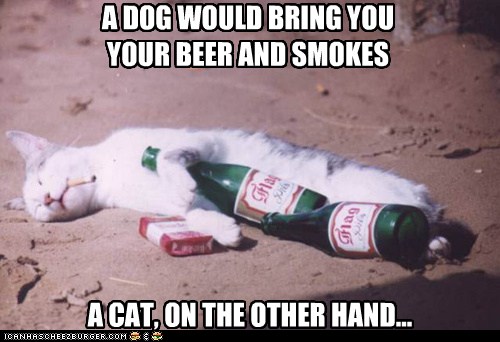 Lolcats - passed out - LOL at Funny Cat Memes - Funny cat pictures with ...