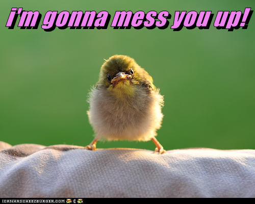 i'm gonna mess you up! - Animal Comedy - Animal Comedy, funny animals ...