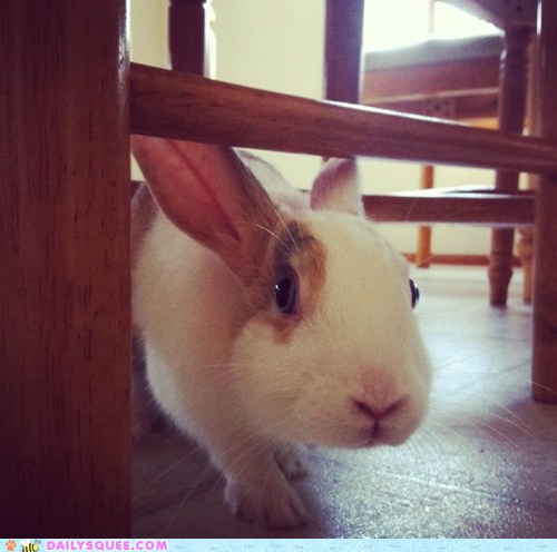 Reader Squee: Peek-a-Boo - Daily Squee - Cute Animals - Cute Baby ...