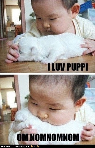I Luv Puppi 4 Nomz - I Has A Hotdog - Dog Pictures - Funny pictures of ...