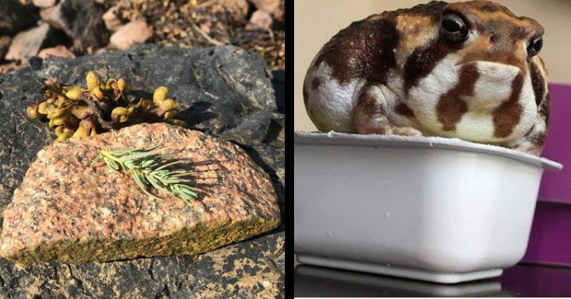 25 Things That Look Like Delicious Foods but Aren't - FAIL Blog - Funny ...