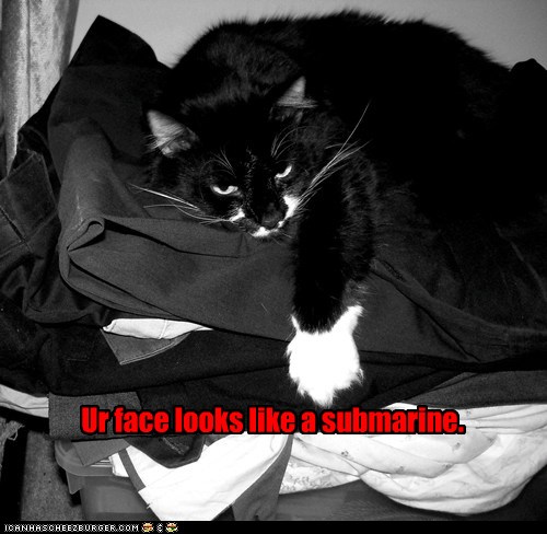 Yep, kitteh had a bad day... - Lolcats - lol | cat memes | funny cats ...