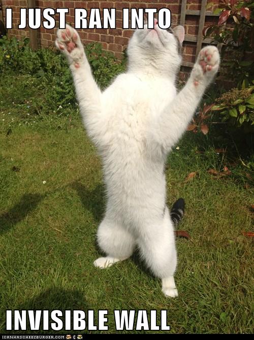 I JUST RAN INTO INVISIBLE WALL - Lolcats - lol | cat memes | funny cats ...