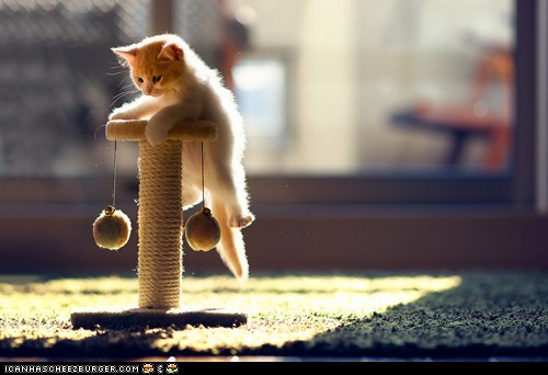 Cyoot Kitteh of teh Day: Kitteh's Big Climb - I Can Has Cheezburger?