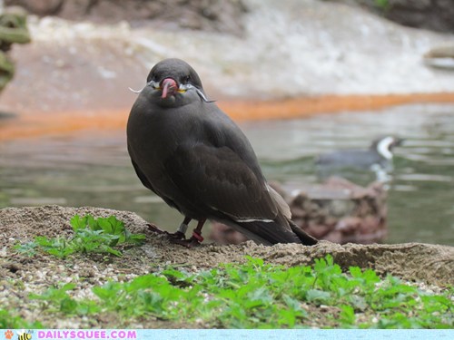 Whatsit: Mr. Moustache - Daily Squee - Cute Animals - Cute Baby Animals ...