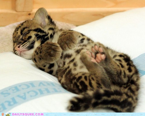 Let Sleeping Ocelots Lie - Daily Squee - Cute Animals - Cute Baby ...