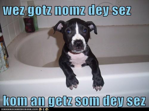 But dey sed der wud be nomz... - I Has A Hotdog - Dog Pictures - Funny ...