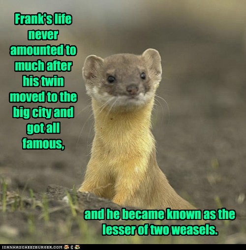 Resident Weasel - Animal Comedy - Animal Comedy, funny animals, animal gifs