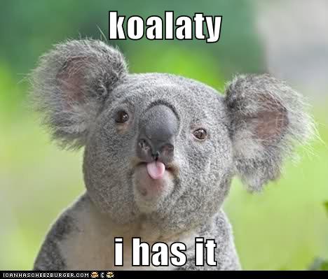 Animal Comedy - koala - Page 3 - Animal Comedy - Animal Comedy, funny ...