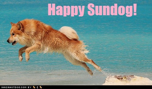 Happy Sundog! - I Has A Hotdog - Dog Pictures - Funny pictures of dogs ...