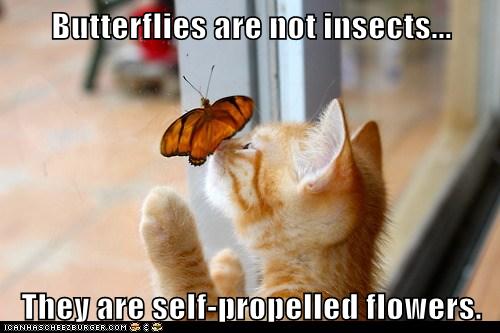 Butterflies are not insects... - Lolcats - lol | cat memes | funny cats ...