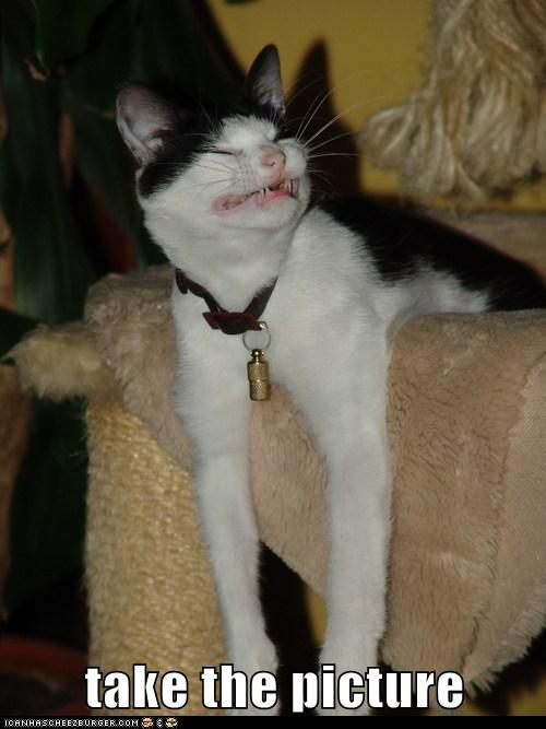 Lolcats - camera - Page 2 - LOL at Funny Cat Memes - Funny cat pictures ...