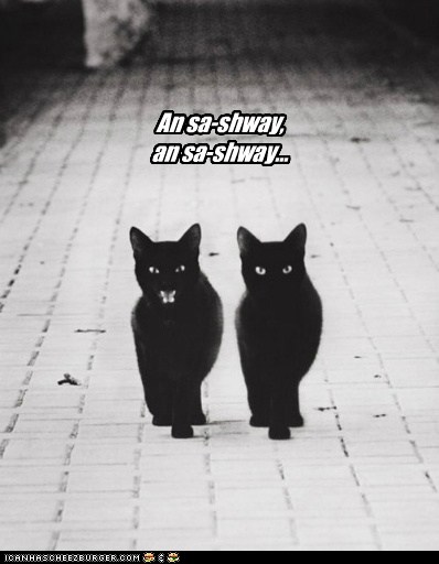 Down the catwalk we go - Lolcats - lol | cat memes | funny cats | funny ...