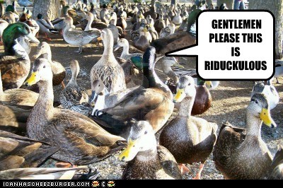 It's Like We're Quacking Mad - Animal Comedy - Animal Comedy, funny animals, animal gifs