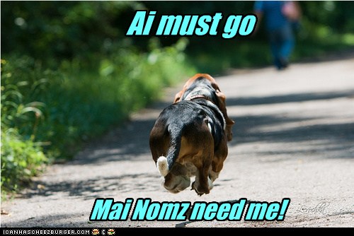 Mai Nomz! - I Has A Hotdog - Dog Pictures - Funny pictures of dogs ...