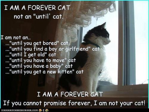 A Cat is Forever - I Can Has Cheezburger?