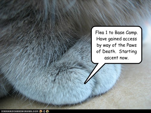 Lolcats - paw - Page 2 - LOL at Funny Cat Memes - Funny cat pictures ...