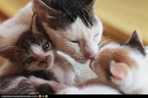 Cyoot Kittehs of teh Day: All Happy Families are Alike... - I Can Has ...