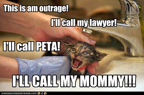 This is am outrage! - Lolcats - lol | cat memes | funny cats | funny ...