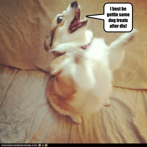 I Has A Hotdog - sassy - Funny Dog Pictures | Dog Memes | Puppy ...