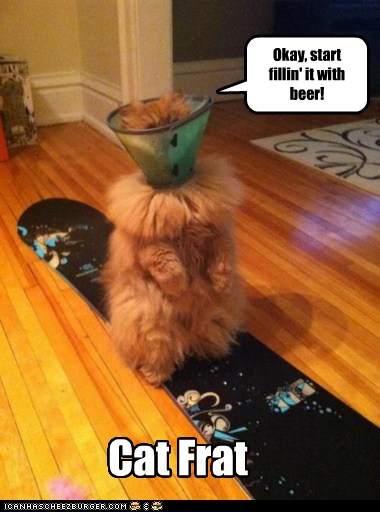 I Can Has Cheezburger? - fraternity - Funny Animals Online - Cheezburger