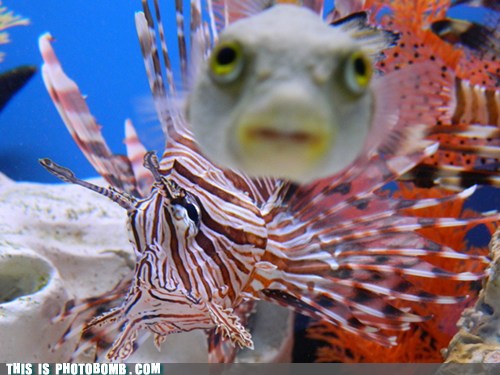 Hootie and the Blowfish - Photobombs - photobomb that guy