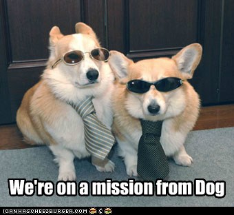 I Has A Hotdog - secret agent - Funny Dog Pictures | Dog Memes | Puppy ...