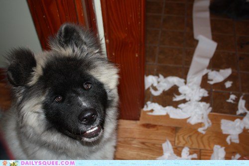 Reader Squee: Redecorating - Daily Squee - Cute Animals - Cute Baby ...