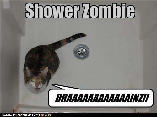 Classic LOLcat - Lolcats - lol | cat memes | funny cats | funny cat ...