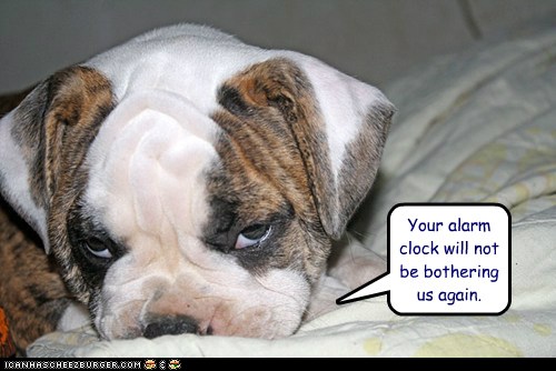 No more interruptions... - I Has A Hotdog - Dog Pictures - Funny ...