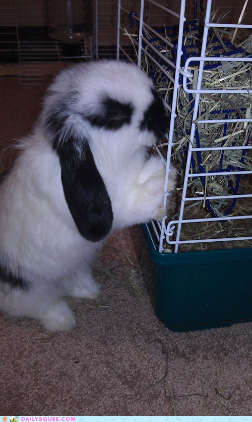 Reader Squee: The Grass is Greener... - Daily Squee - Cute Animals ...