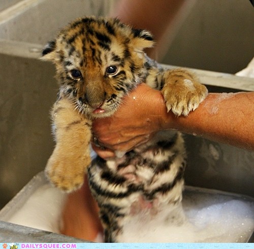 Very First Bath! - Daily Squee - Cute Animals - Cute Baby Animals ...
