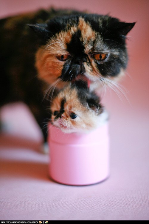 Cyoot Kittehs of teh Day: The Weirdest, Cutest Grooming Salon - I Can ...