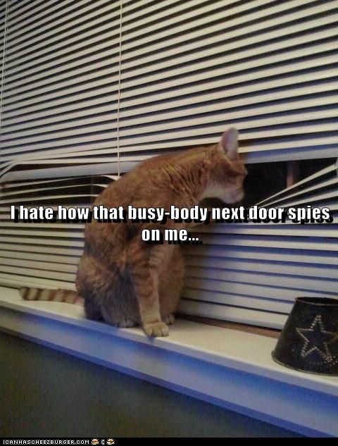 I Can Has Cheezburger? - peeping tomcat - Funny Animals Online ...
