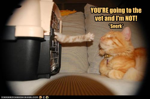 YOU'RE going to the vet and I'm NOT! - Lolcats - lol | cat memes ...