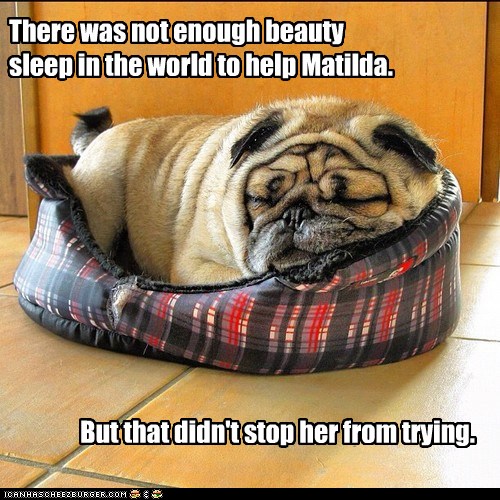 I Has A Hotdog - beauty sleep - Funny Dog Pictures | Dog Memes | Puppy ...