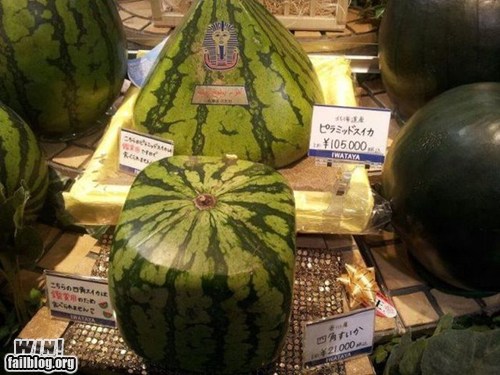 Specialty Melon WIN - WIN! - epic win photos