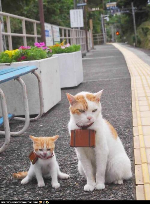 Cyoot Kittehs of teh Day: Adventure, Here We Come! - I Can Has Cheezburger?