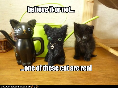 which cat - Lolcats - lol | cat memes | funny cats | funny cat pictures ...