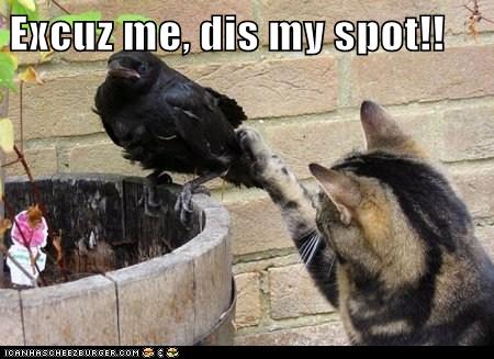 Find Your Own Perch - Animal Comedy - Animal Comedy, funny animals ...