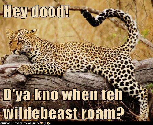 I've Been Waiting All Day - Animal Comedy - Animal Comedy, funny ...