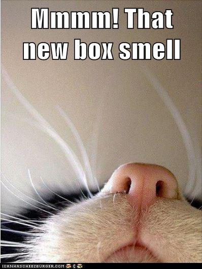 Mmmm - Lolcats - lol | cat memes | funny cats | funny cat pictures with ...