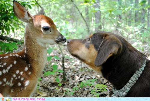 Reader Squee: Obie Meets a Fawn - Daily Squee - Cute Animals - Cute ...
