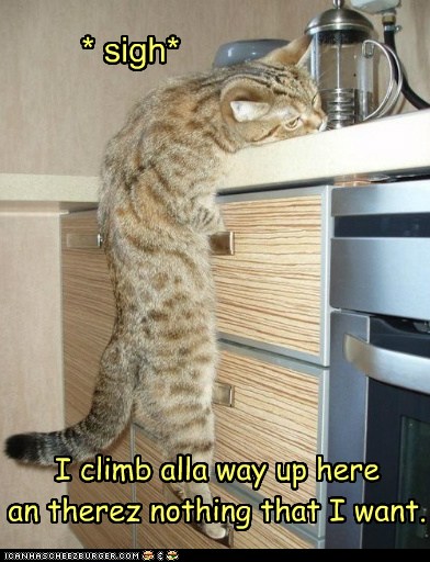 I climb alla way up here - Lolcats - lol | cat memes | funny cats ...