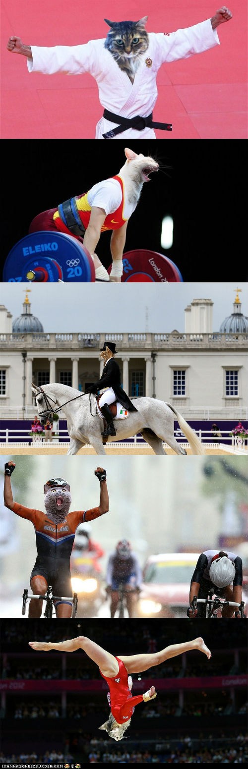 Cat Olympics - I Can Has Cheezburger?