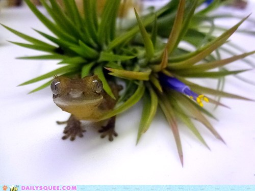 Daily Squee - Page 10 - Cute Animals in the Cutest Pictures Ever and ...