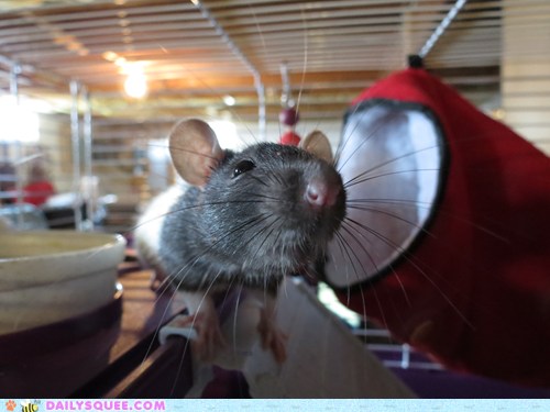 Reader Squee: Whisker City - Daily Squee - Cute Animals - Cute Baby ...