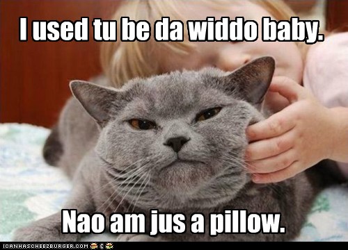 Pillow-cat - Lolcats - lol | cat memes | funny cats | funny cat ...